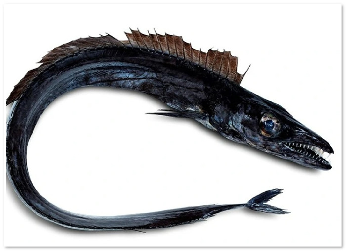 The scabbardfish from Madeira – a delicious specialty
